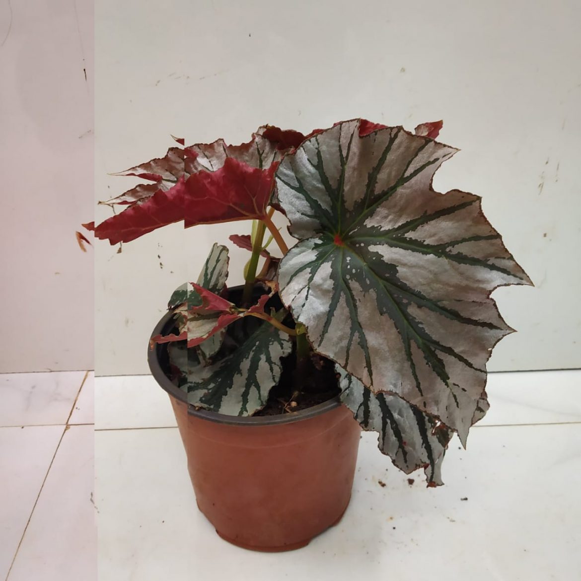 Begonia "Looking Glass" - NurseryBuy