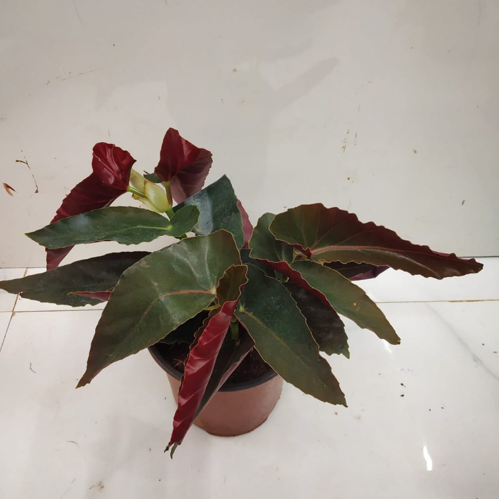 Begonia 'Torch' - NurseryBuy