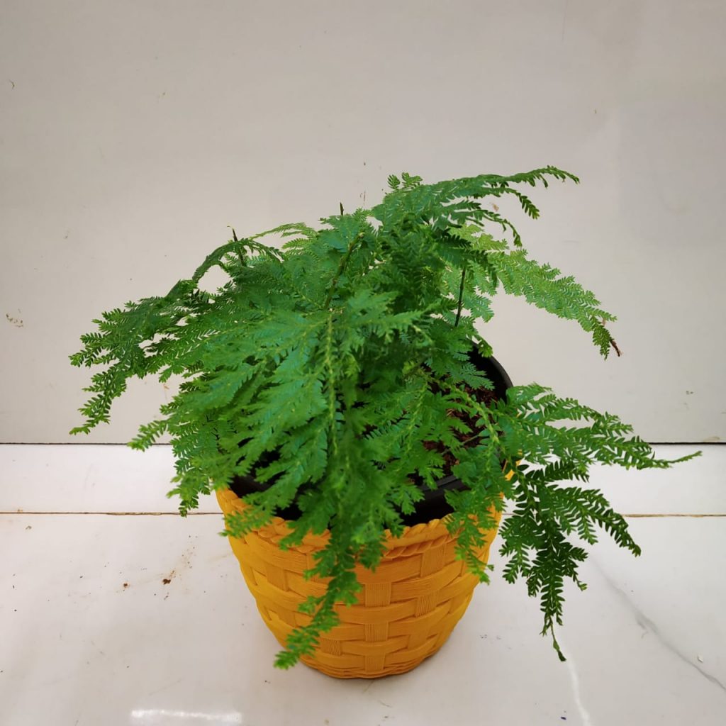 Peacock Fern (Selaginella Willdenowii) - Nursery Buy