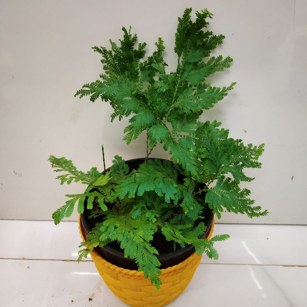 Peacock Fern (Selaginella Willdenowii) - NurseryBuy