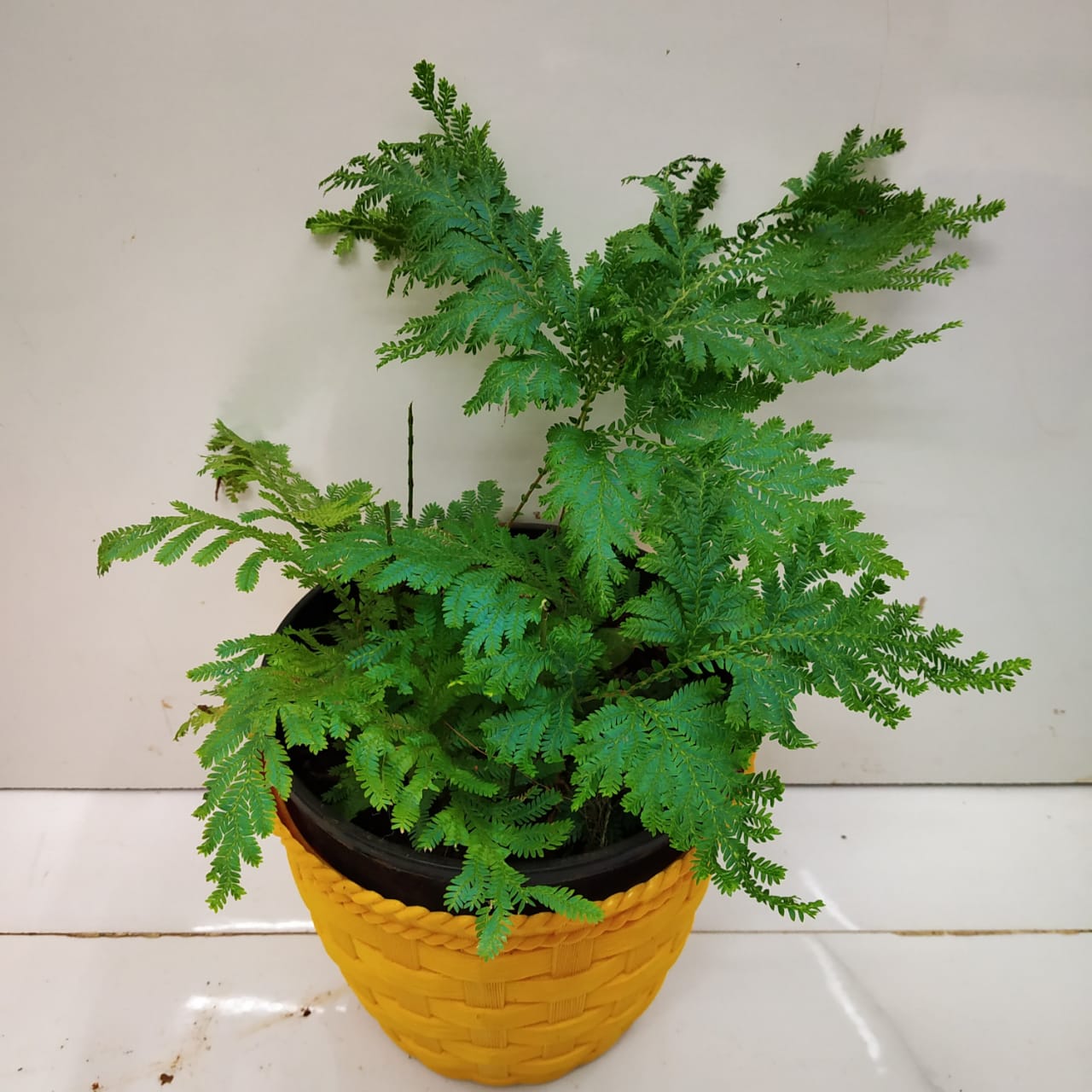 Peacock Fern (Selaginella Willdenowii) - Nursery Buy