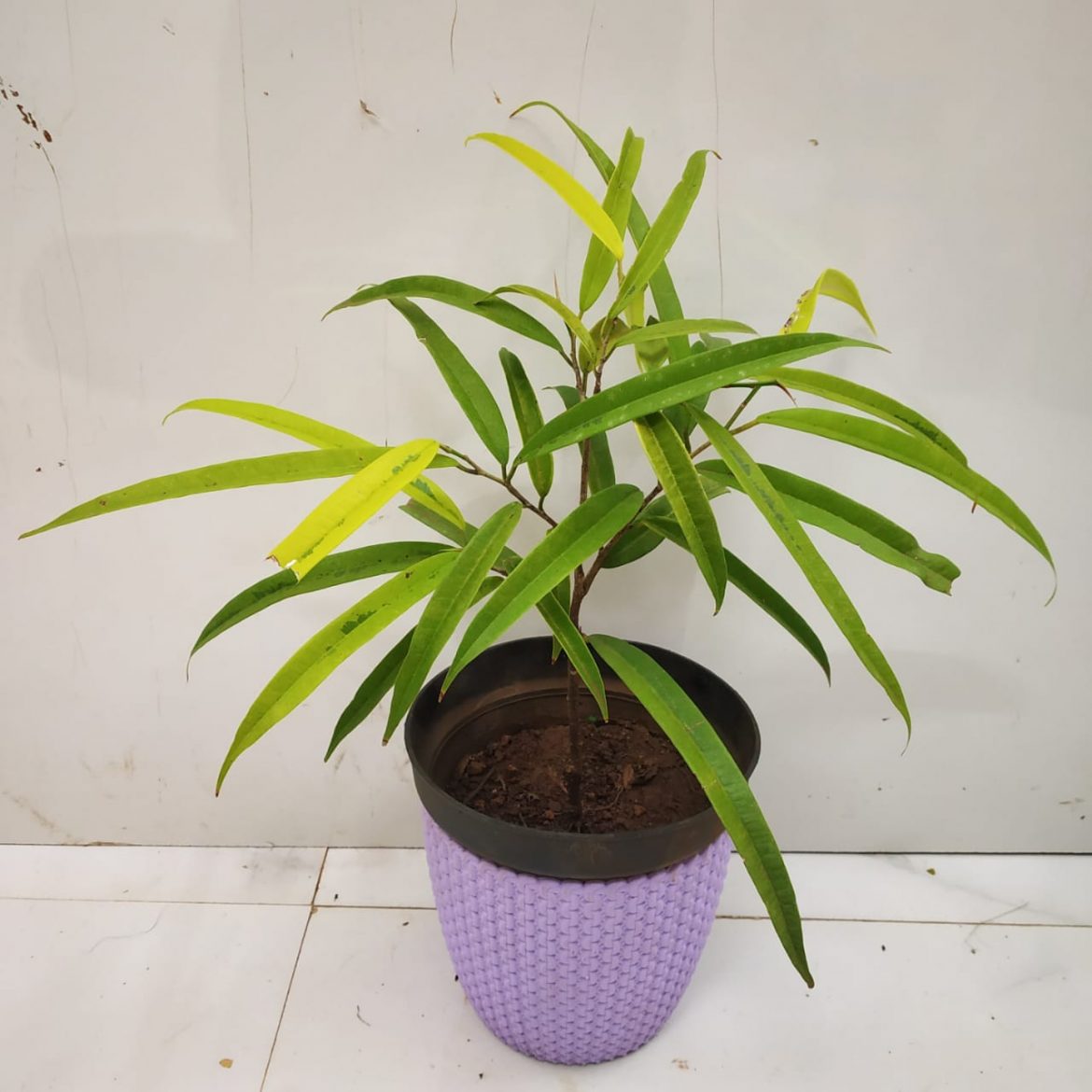 Ficus Maclellandii ‘Alii Variegated’ (Variegated Saber Ficus) - NurseryBuy