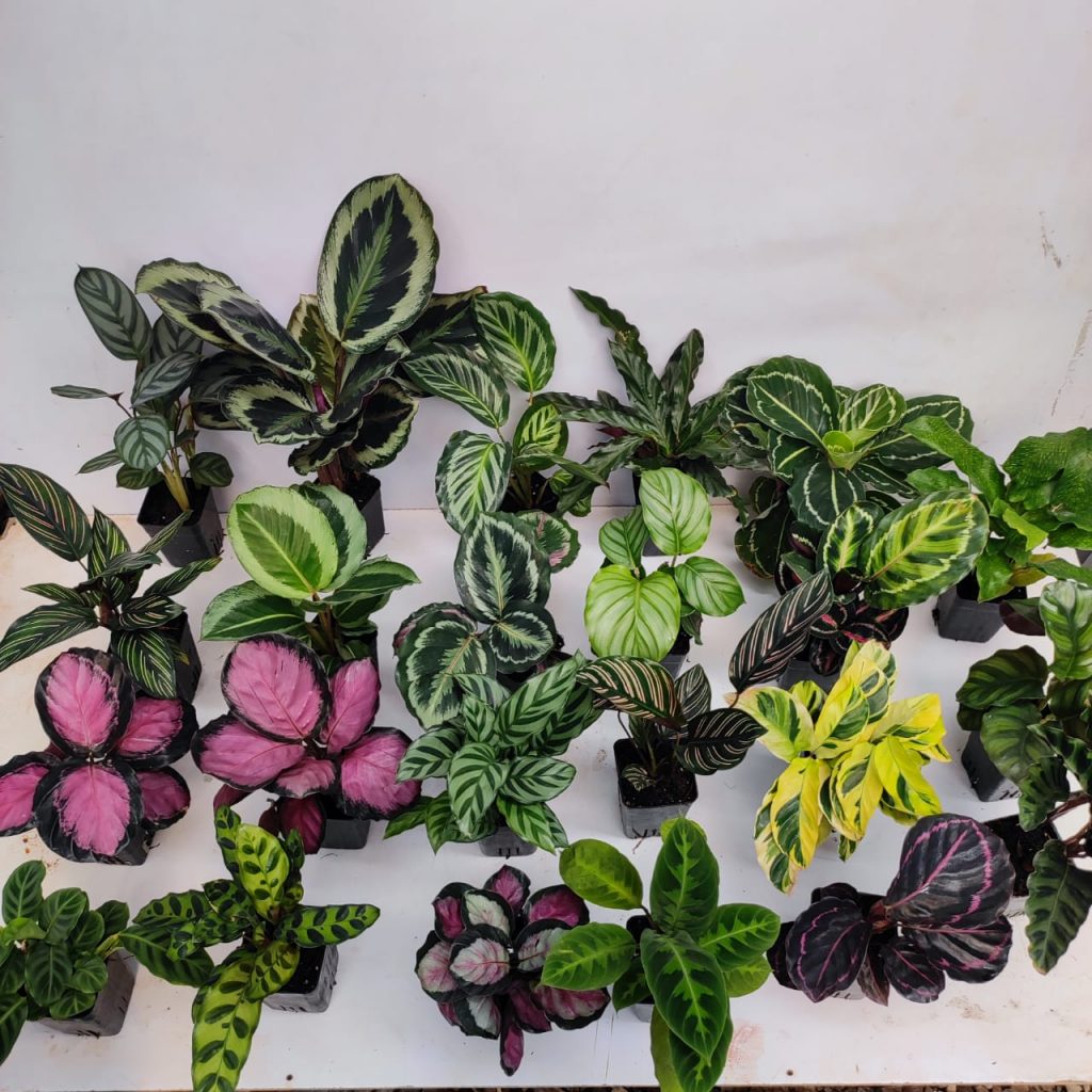 Set of 23 Mini Calatheas - NurseryBuy