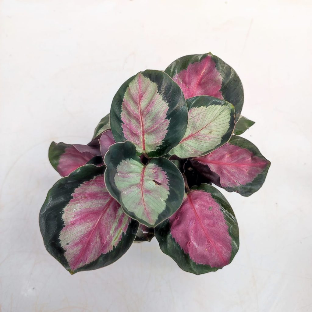 Set of 23 Mini Calatheas - NurseryBuy