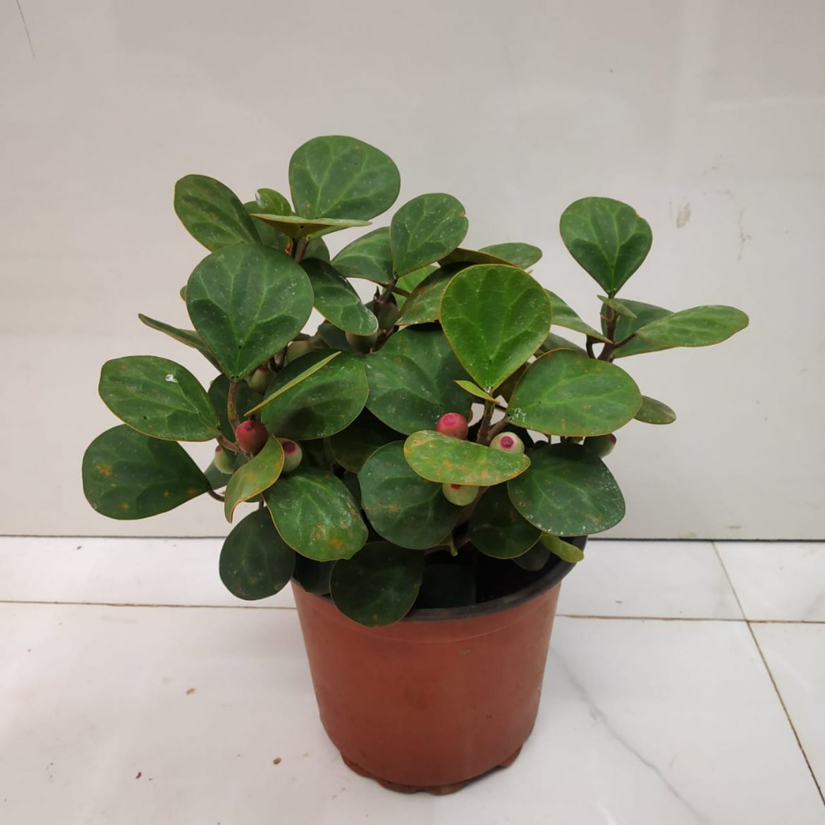 Mistletoe Fig (Ficus deltoidea) - NurseryBuy