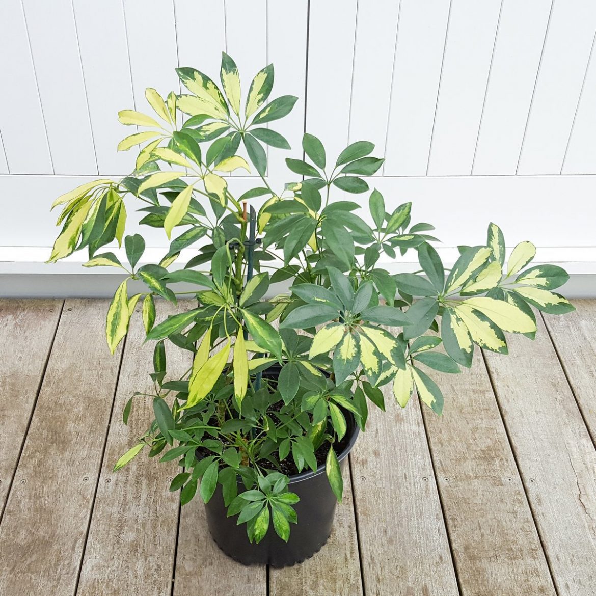 Schefflera Variegated - NurseryBuy