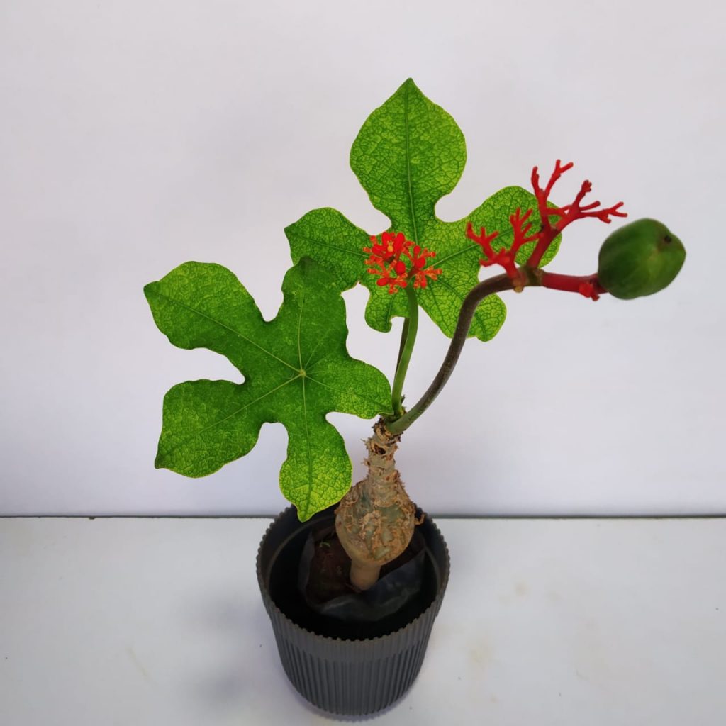 Jatropha podagrica - Buddha Belly Plant - NurseryBuy