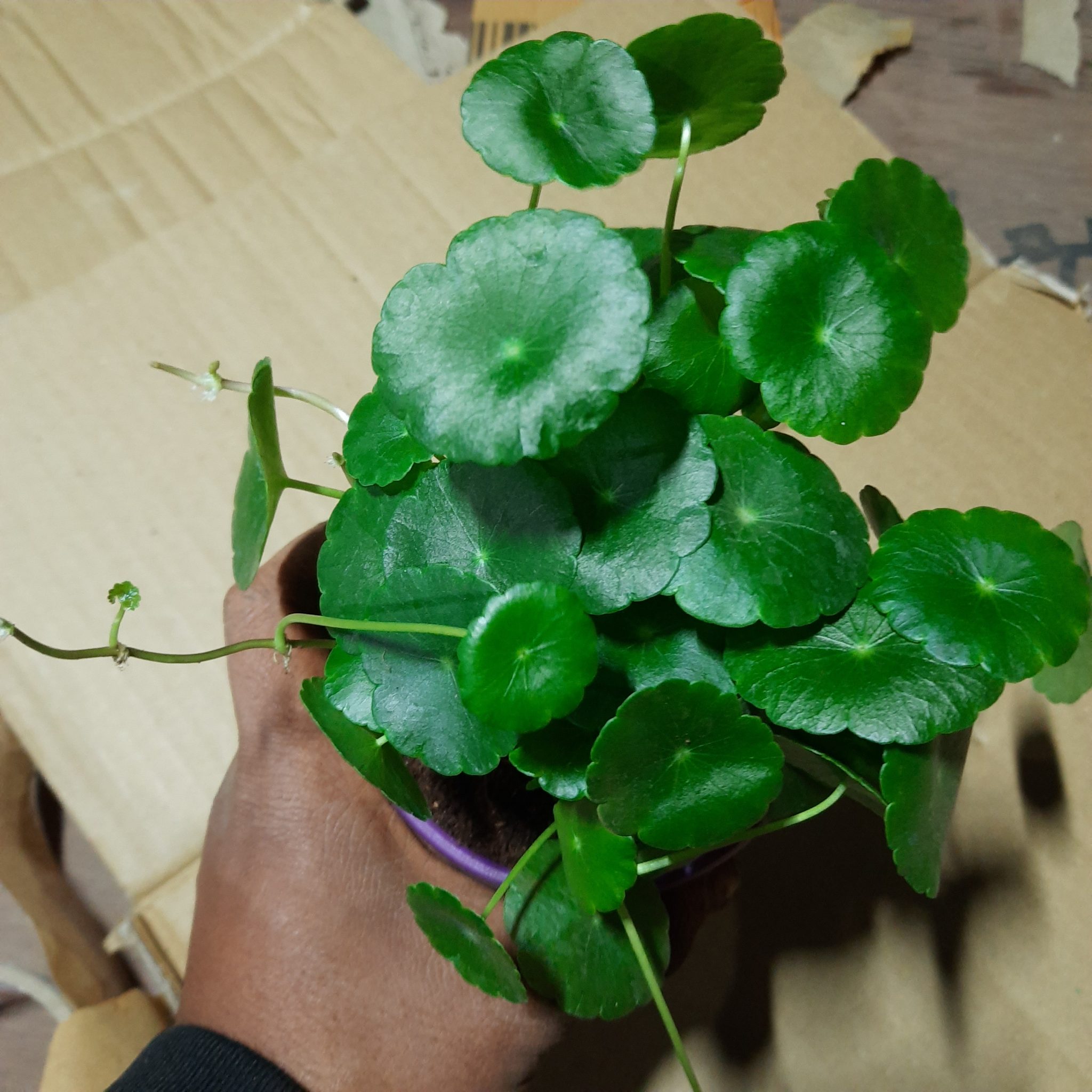 Hydrocotyle vulgaris (Pennywort Plant) - NurseryBuy
