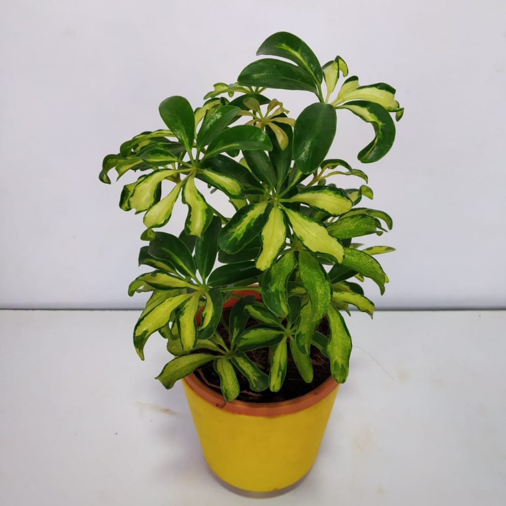 Schefflera arboricola ‘Mini Variegated' - Dwarf Umbrella Tree - NurseryBuy