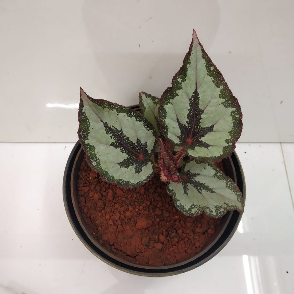 Begonia 'Silver Queen' - NurseryBuy