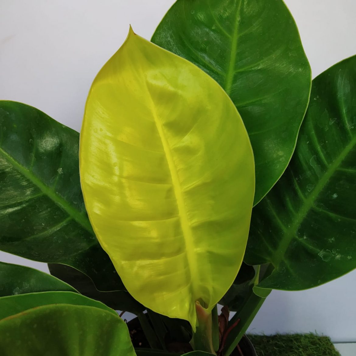 Philodendron Imperial Gold - NurseryBuy