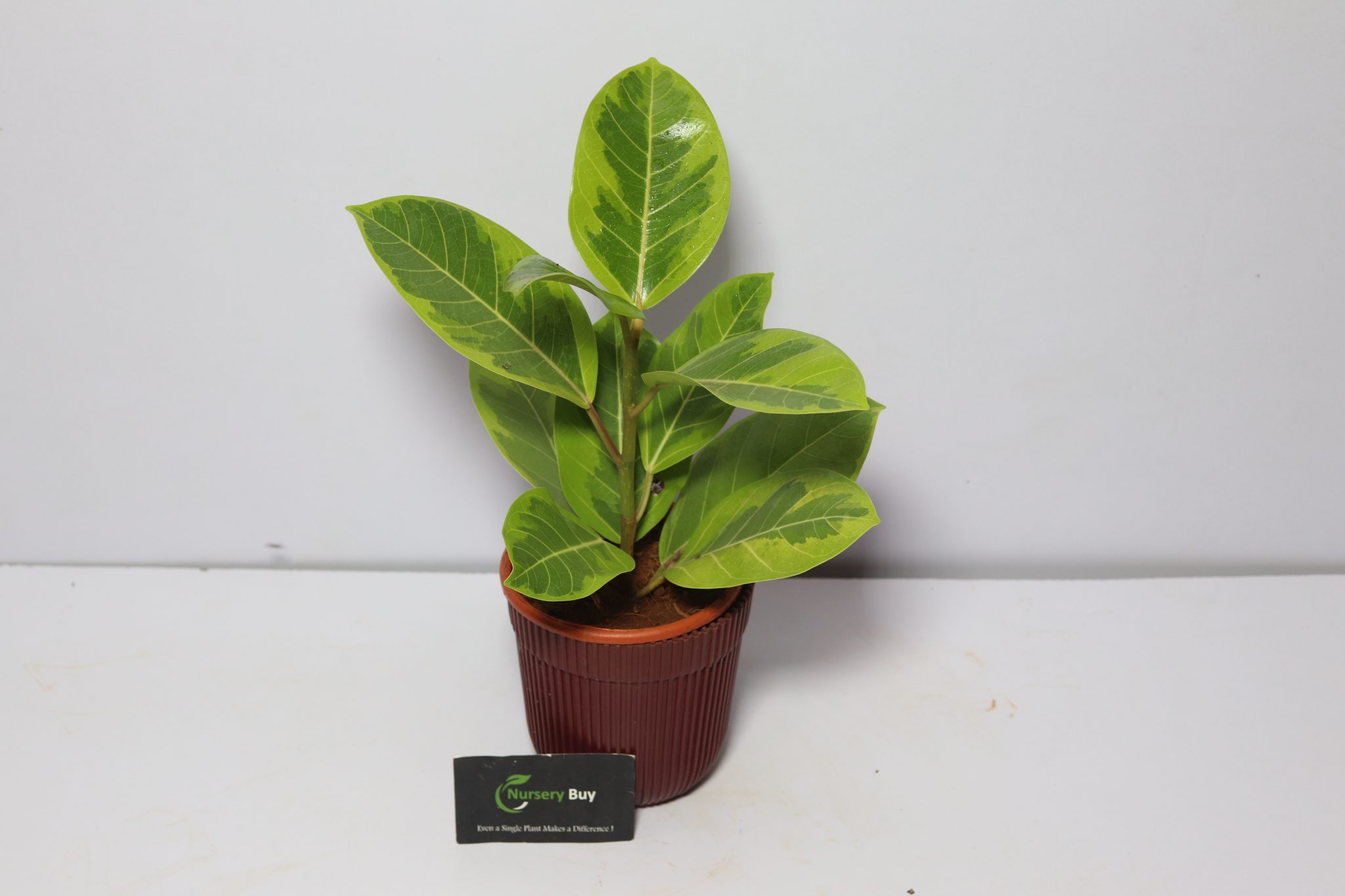 Asian Council Tree (Ficus 'Altissima Variegata') - NurseryBuy