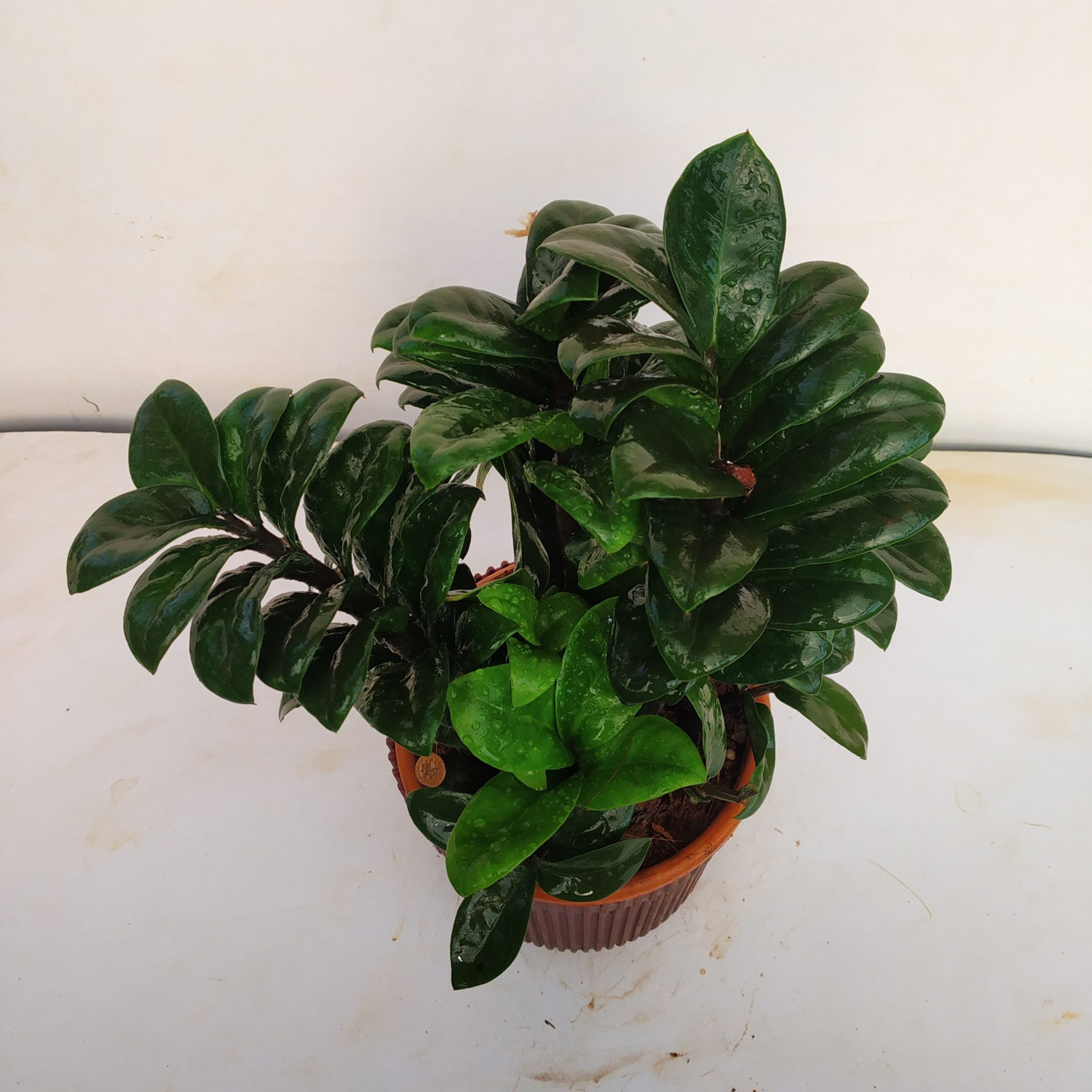 Zamia 'Zenzi' Medium Size - NurseryBuy