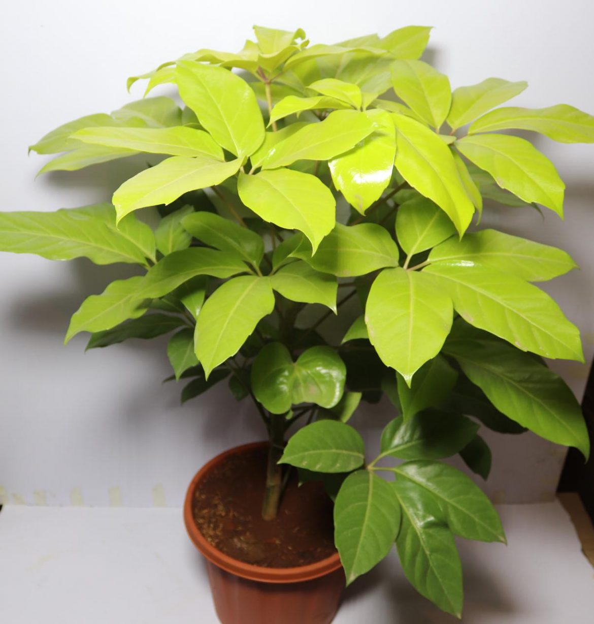 Schefflera Actinophylla Golden (Golden Grafted Brassia Plant - Nursery Buy