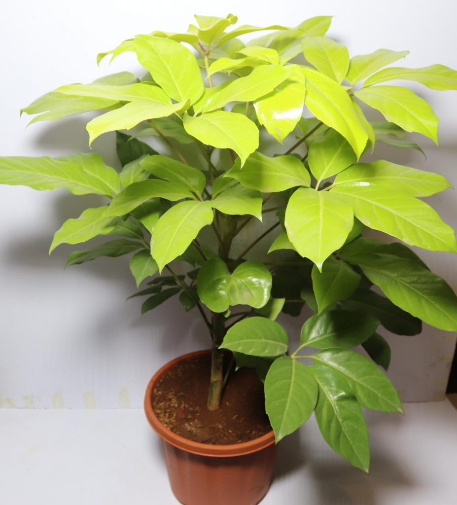 Schefflera 'Amate Soleil' Large - NurseryBuy