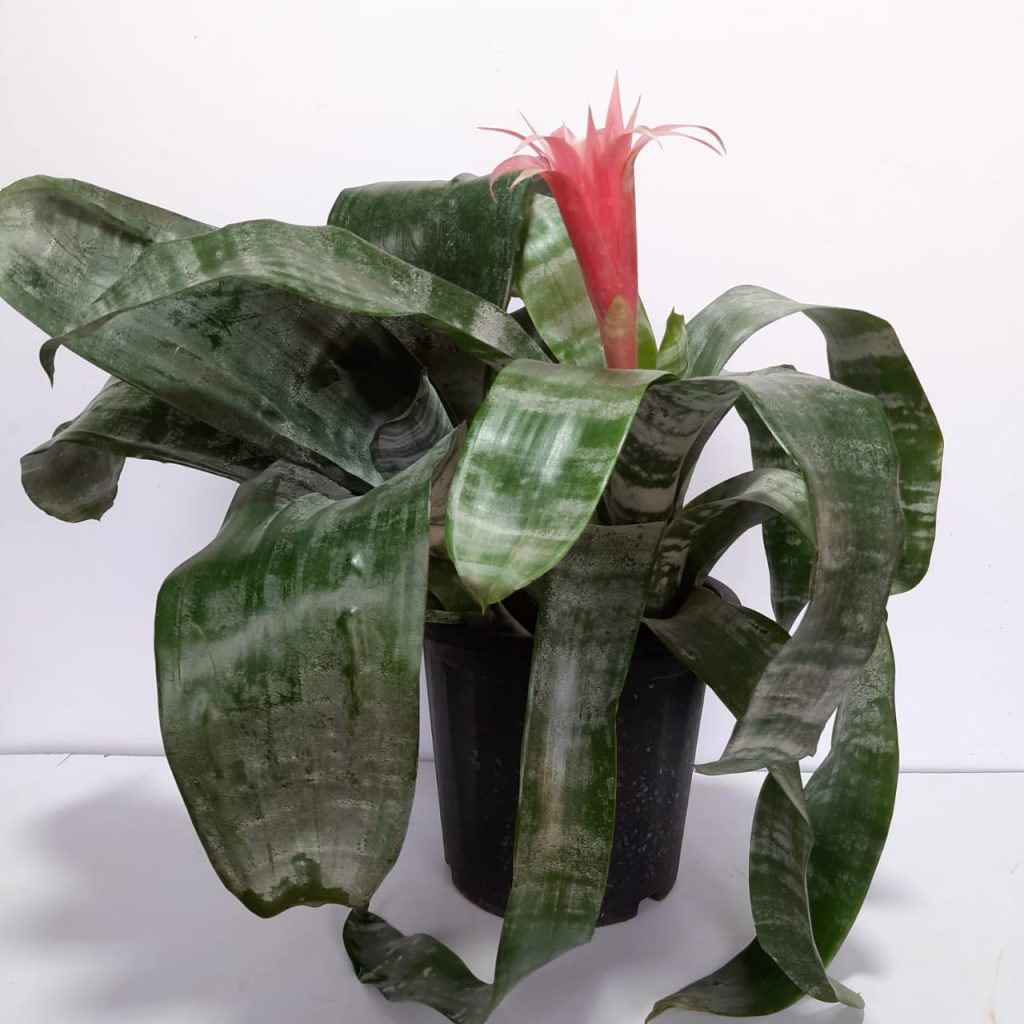 Aechmea fasciata ‘Primera’ - NurseryBuy