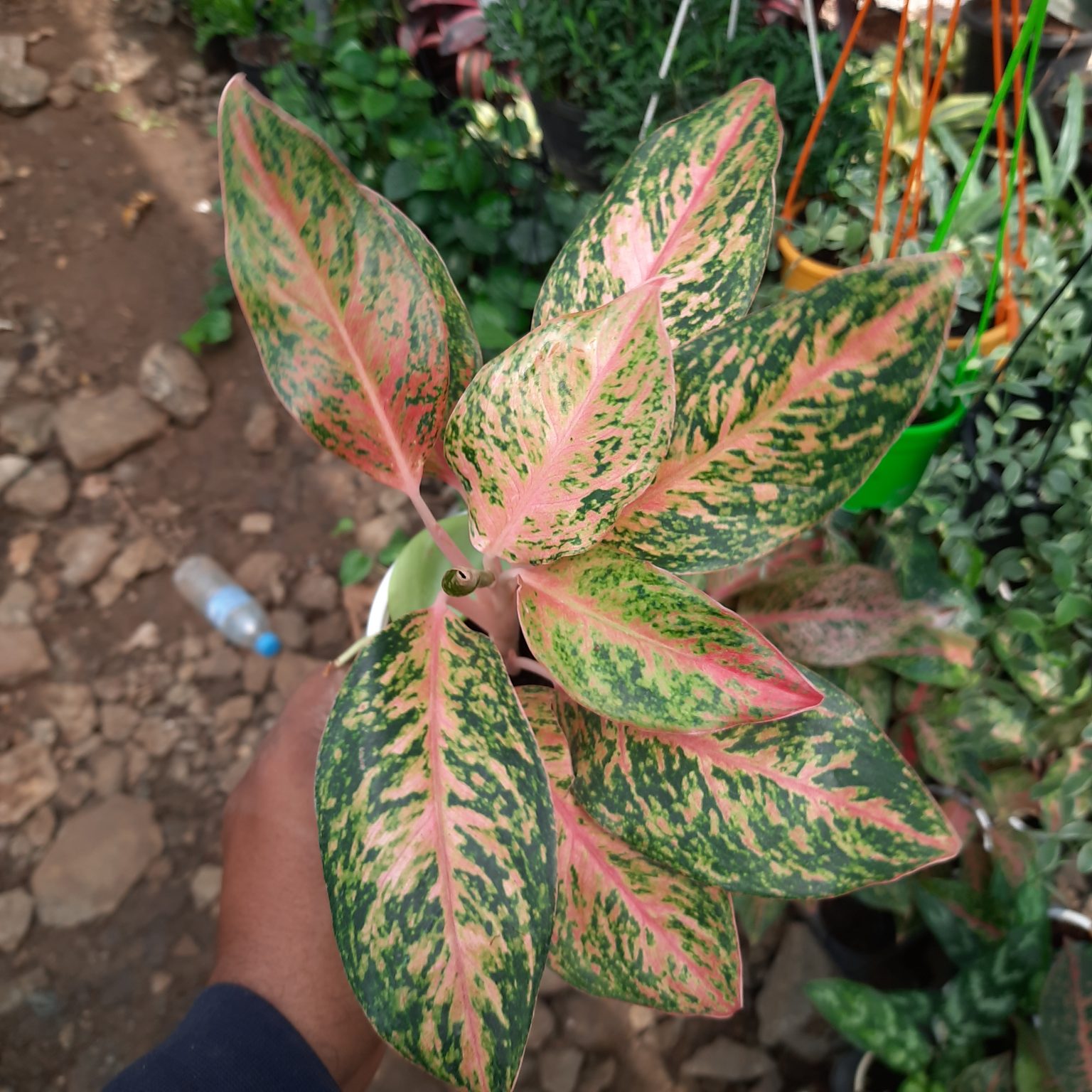 Aglaonema 'Orange Stardust Hybrid' - NurseryBuy