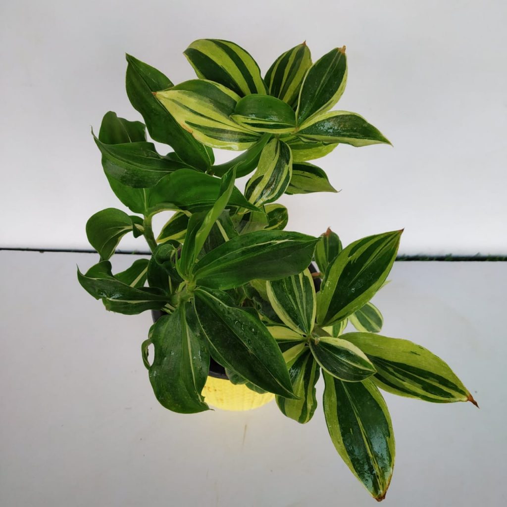Variegated Costus, Variegated Spiral Ginger ' - NurseryBuy