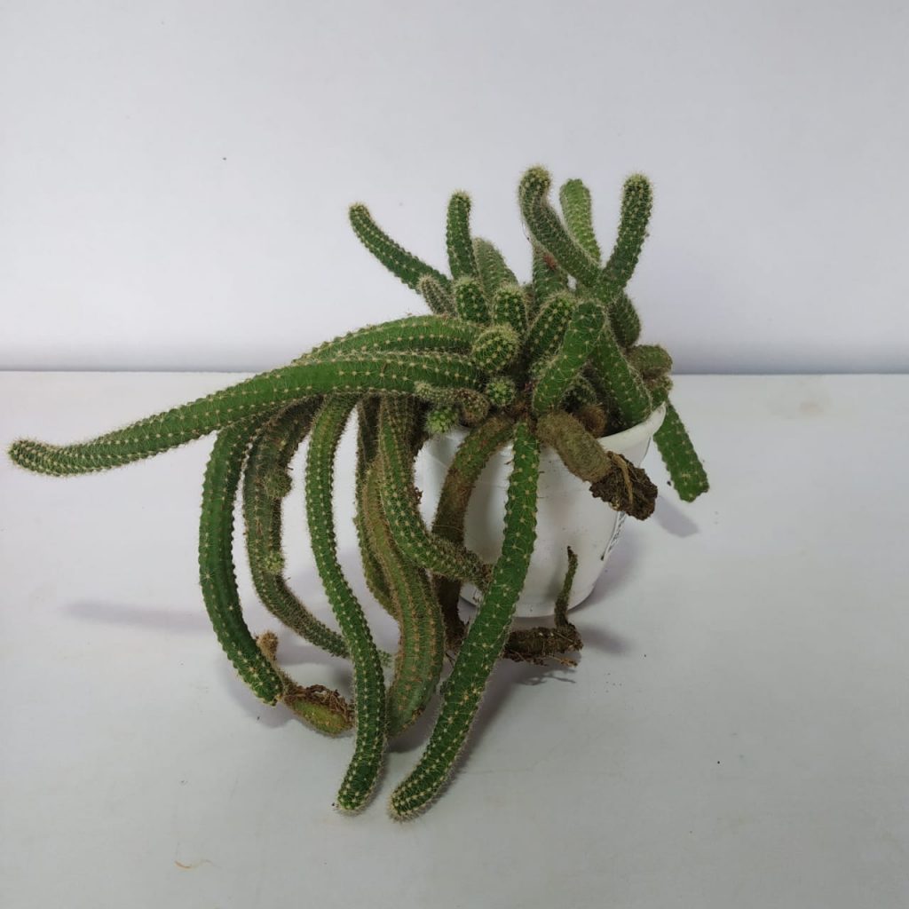 Rat-Tail Cactus - NurseryBuy