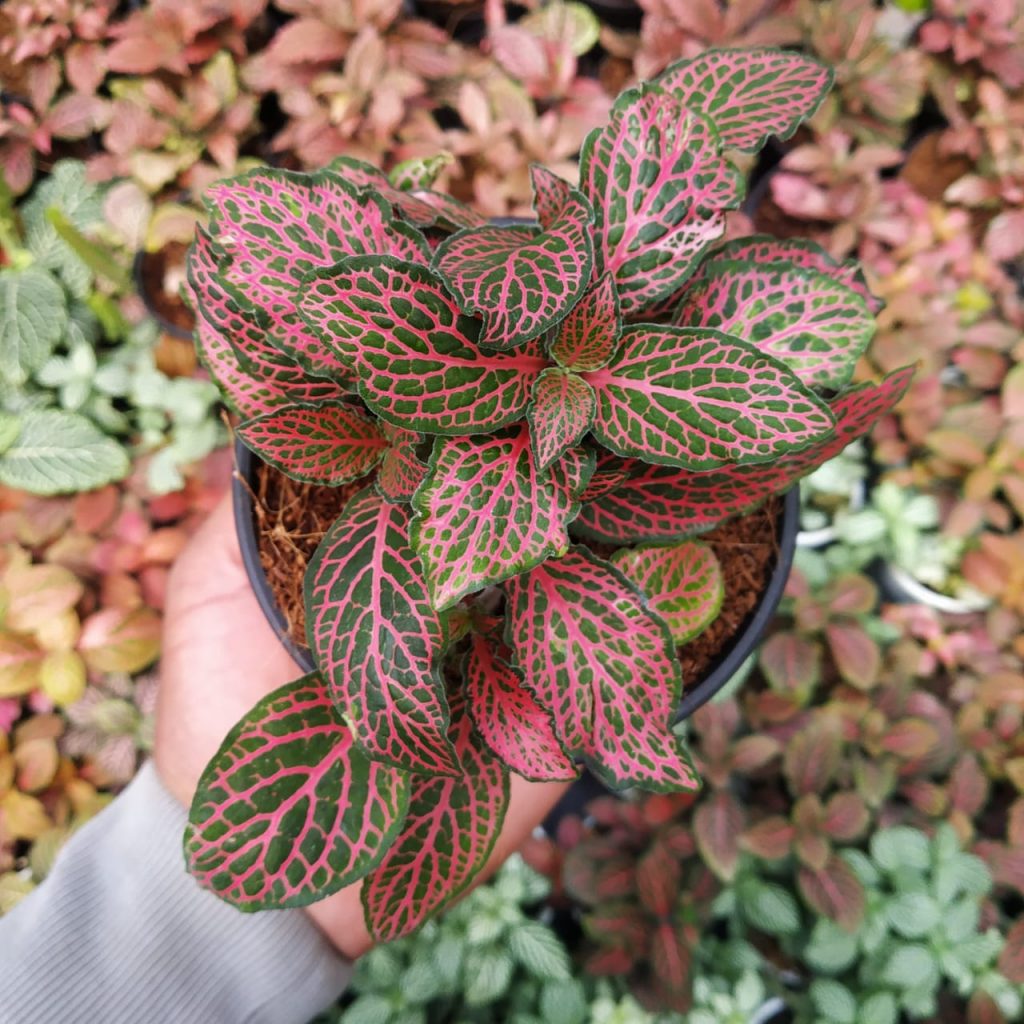 Fittonia Verschaffeltii ‘Red Anne’ (Big Leaves) - NurseryBuy