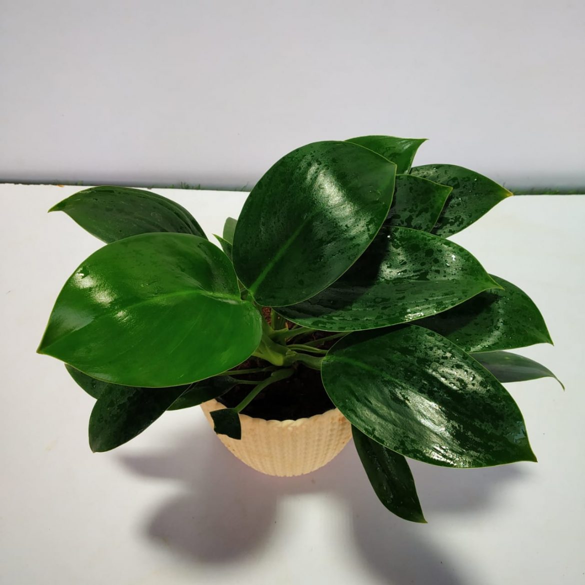 Philodendron Green Princess - NurseryBuy