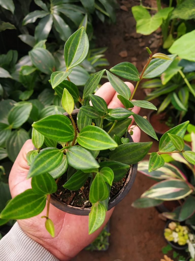 PEPEROMIA ANGULATA (ROCCA VERDE) - NurseryBuy
