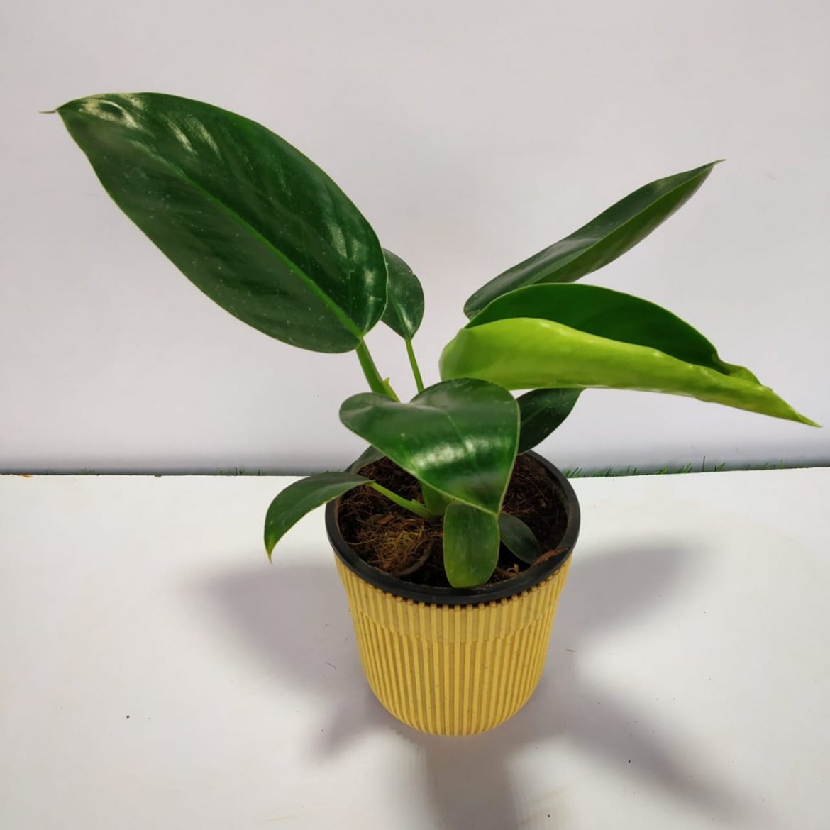 Philodendron Millions - NurseryBuy