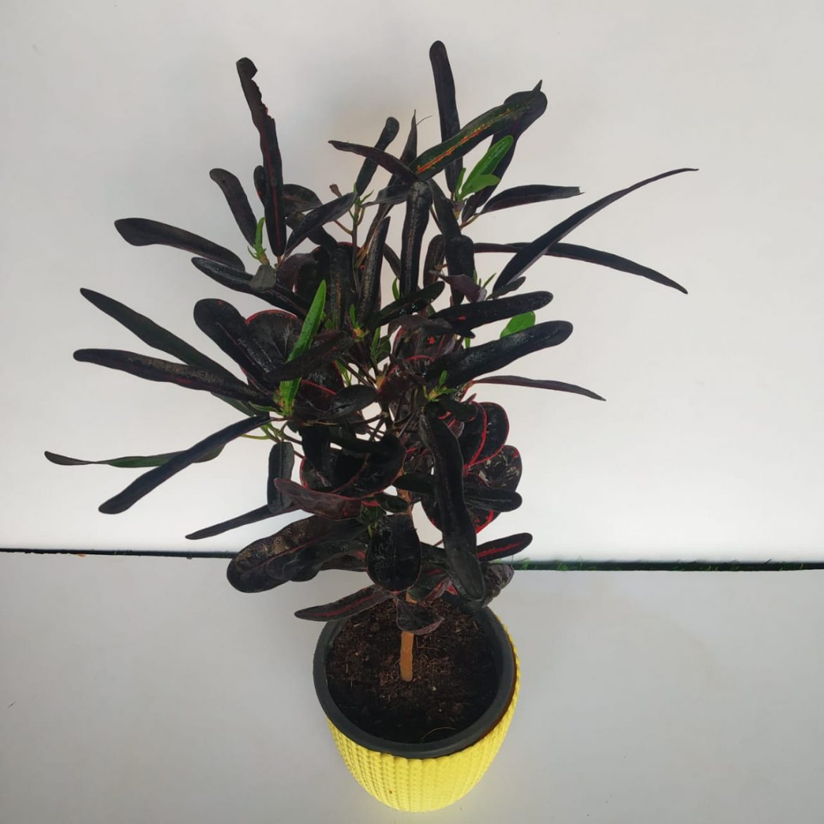 Croton Mammy Plant - NurseryBuy