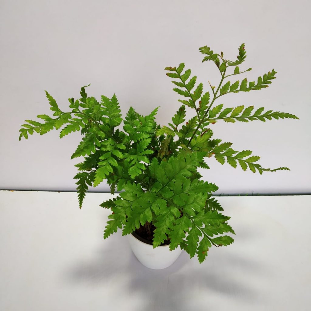 Rumohra Adiantiformis (Leather Leaf Fern) - NurseryBuy