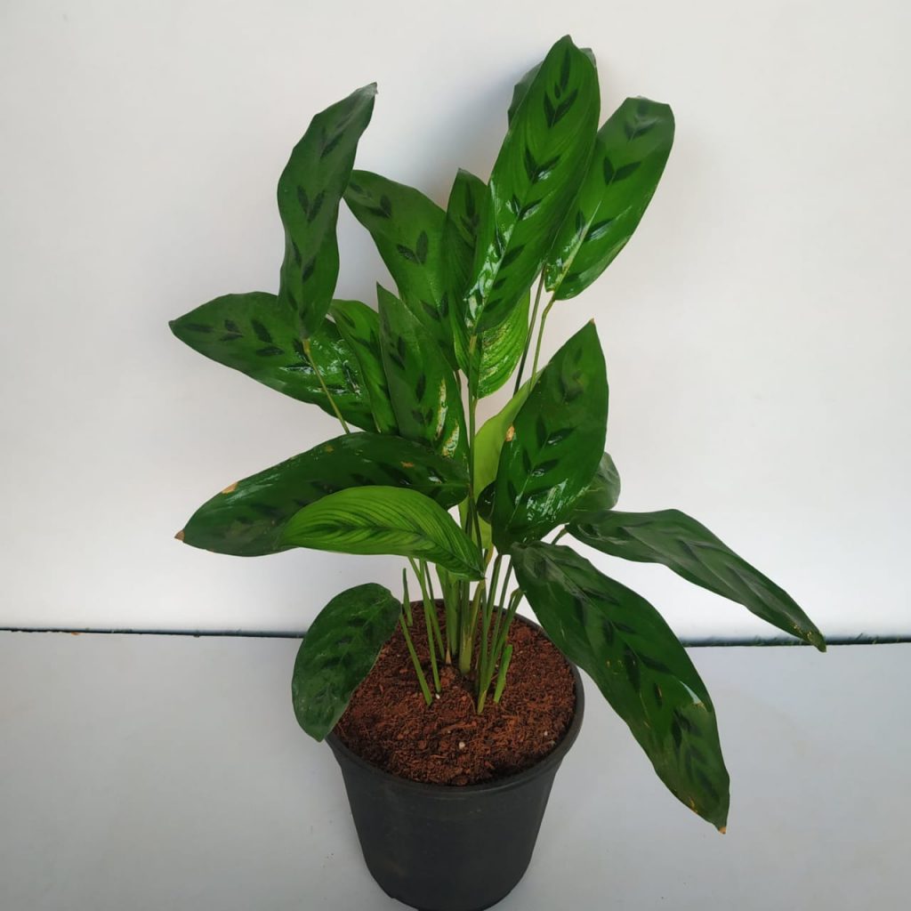 Calathea Leopardina Hybrid - NurseryBuy