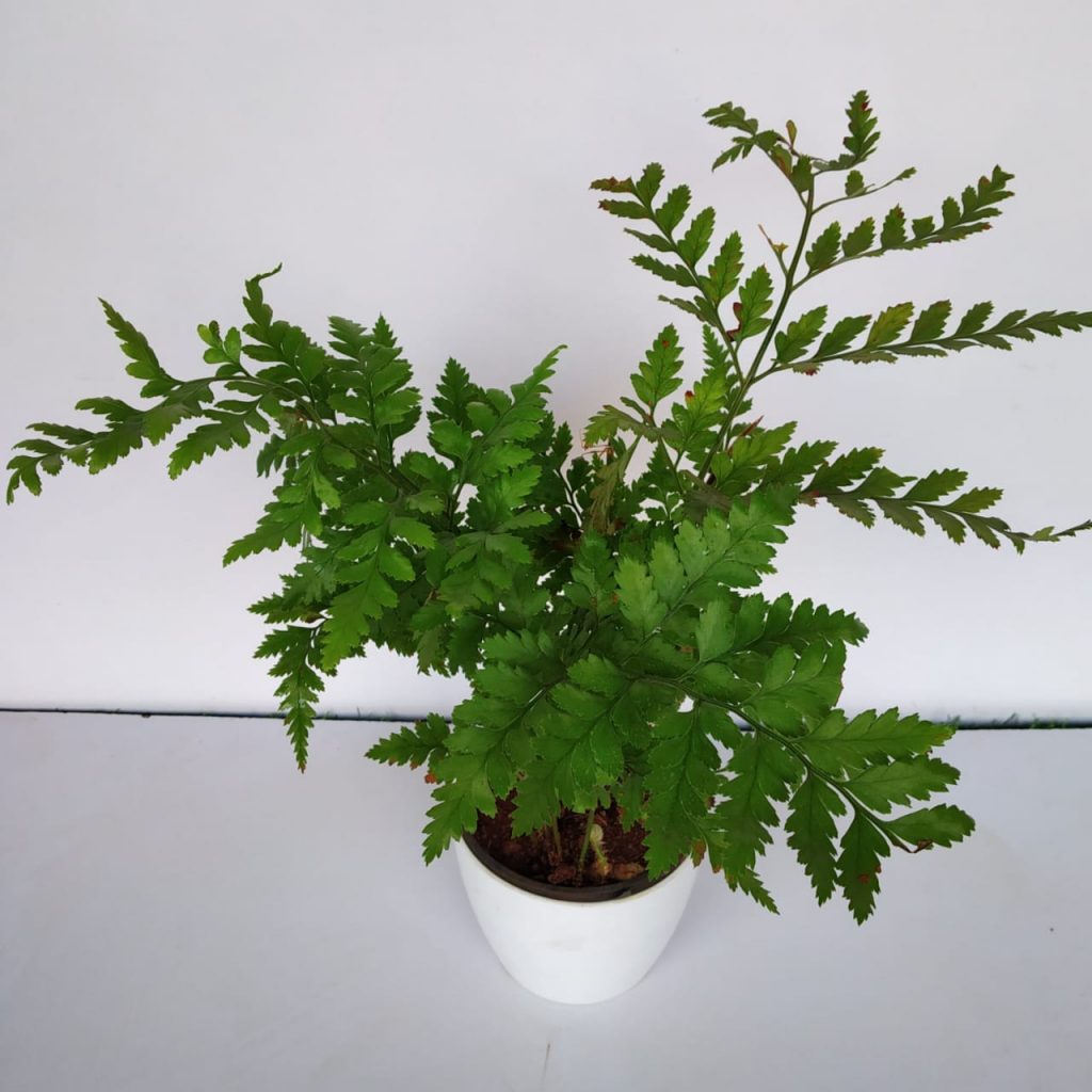 Rumohra Adiantiformis (Leather Leaf Fern) - NurseryBuy
