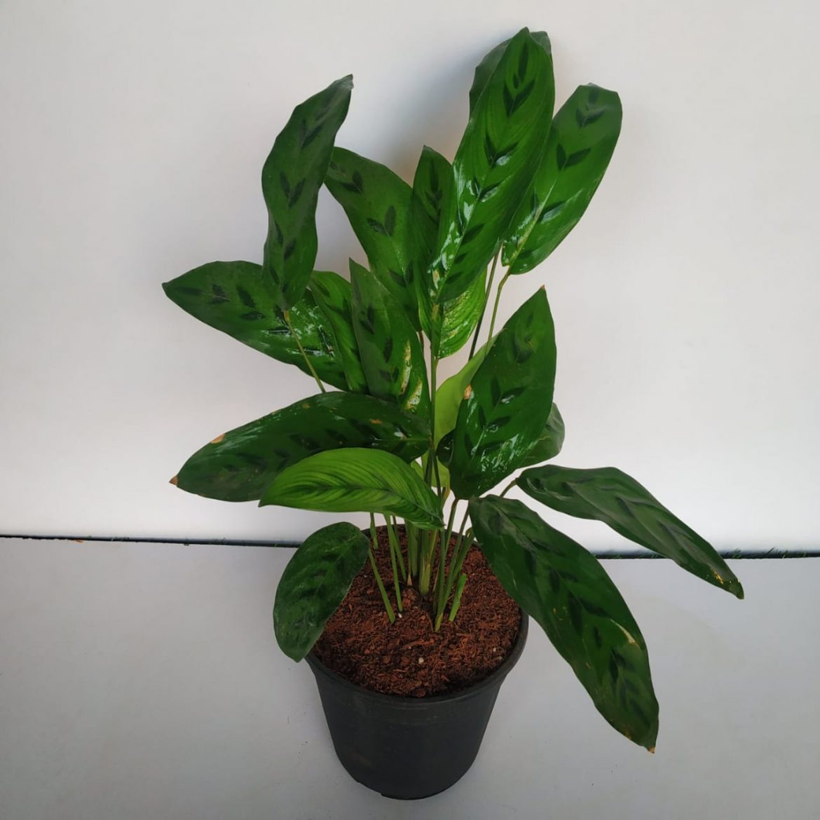 Calathea Leopardina Hybrid - NurseryBuy