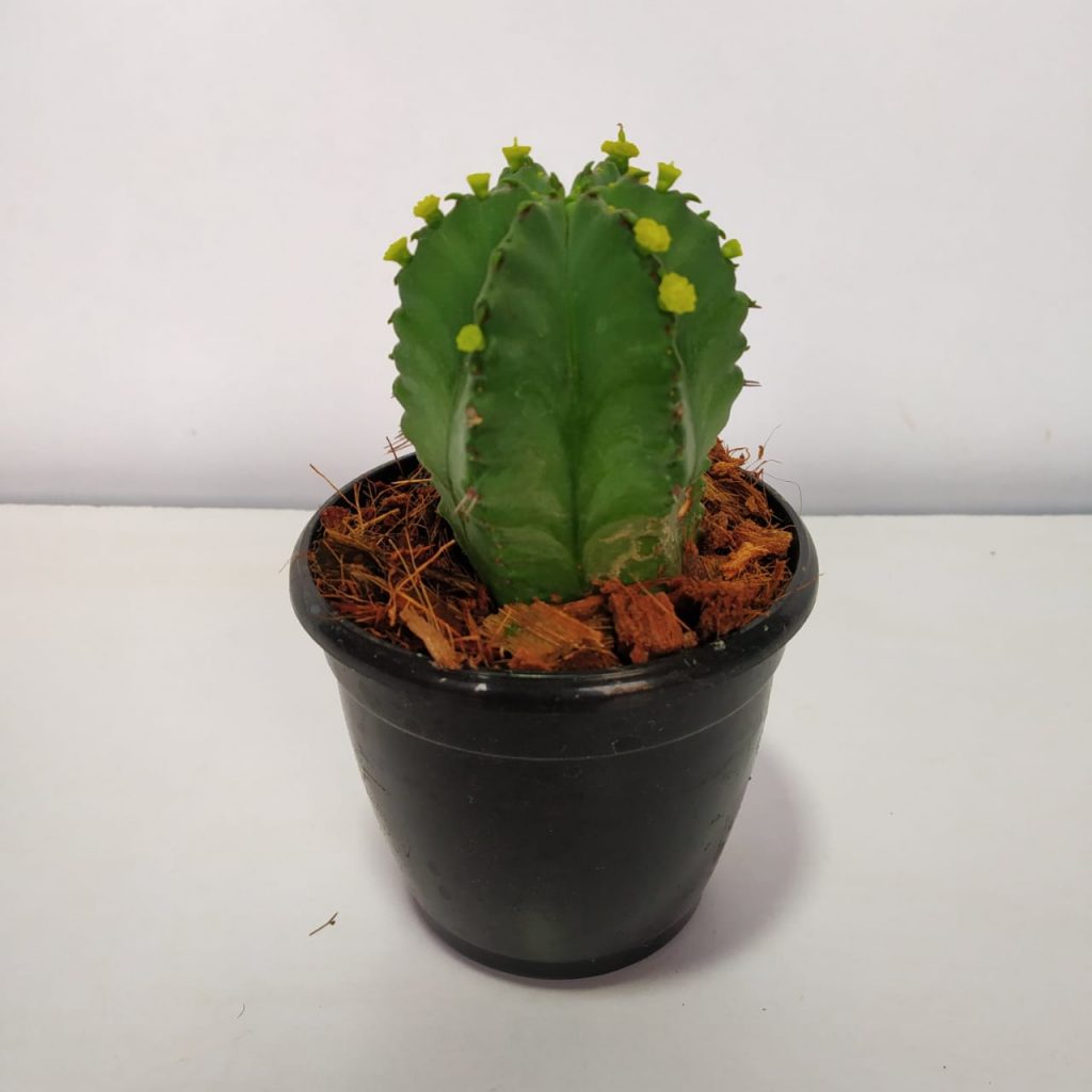 Euphorbia Anoplia (Tanzanian Zipper Plant) - NurseryBuy