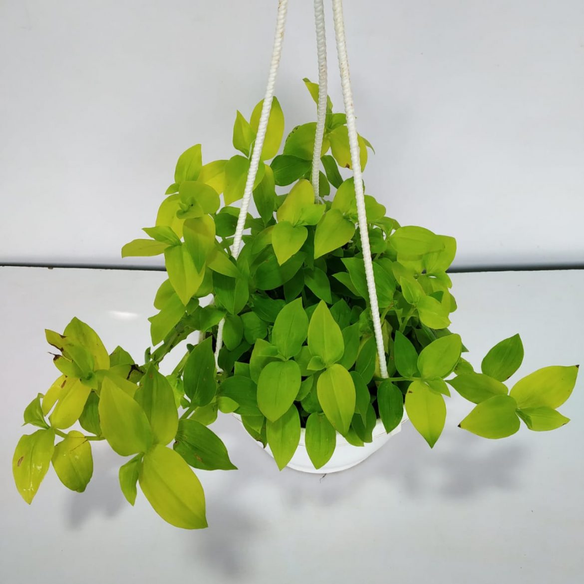 Callisia Repens 'Gold' - NurseryBuy