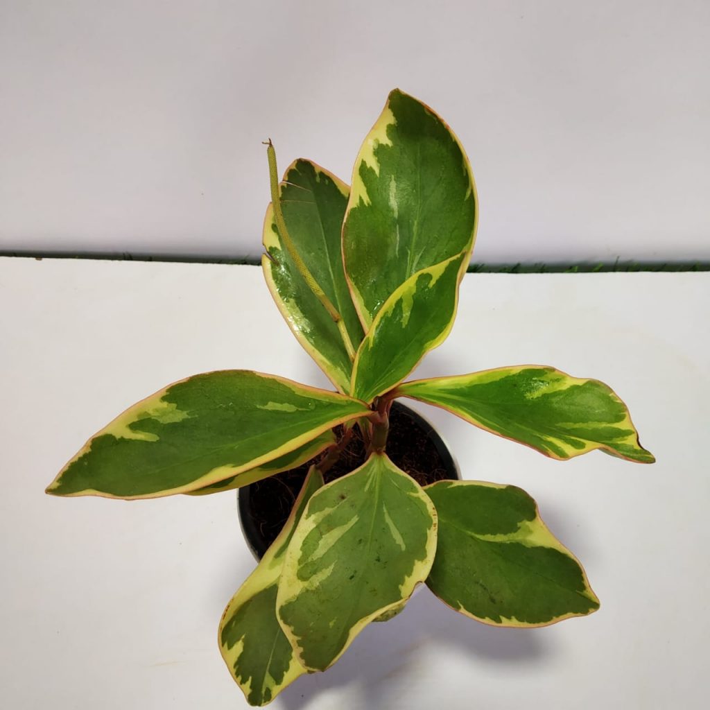 Peperomia Clusiifolia 'Tricolor' - NurseryBuy