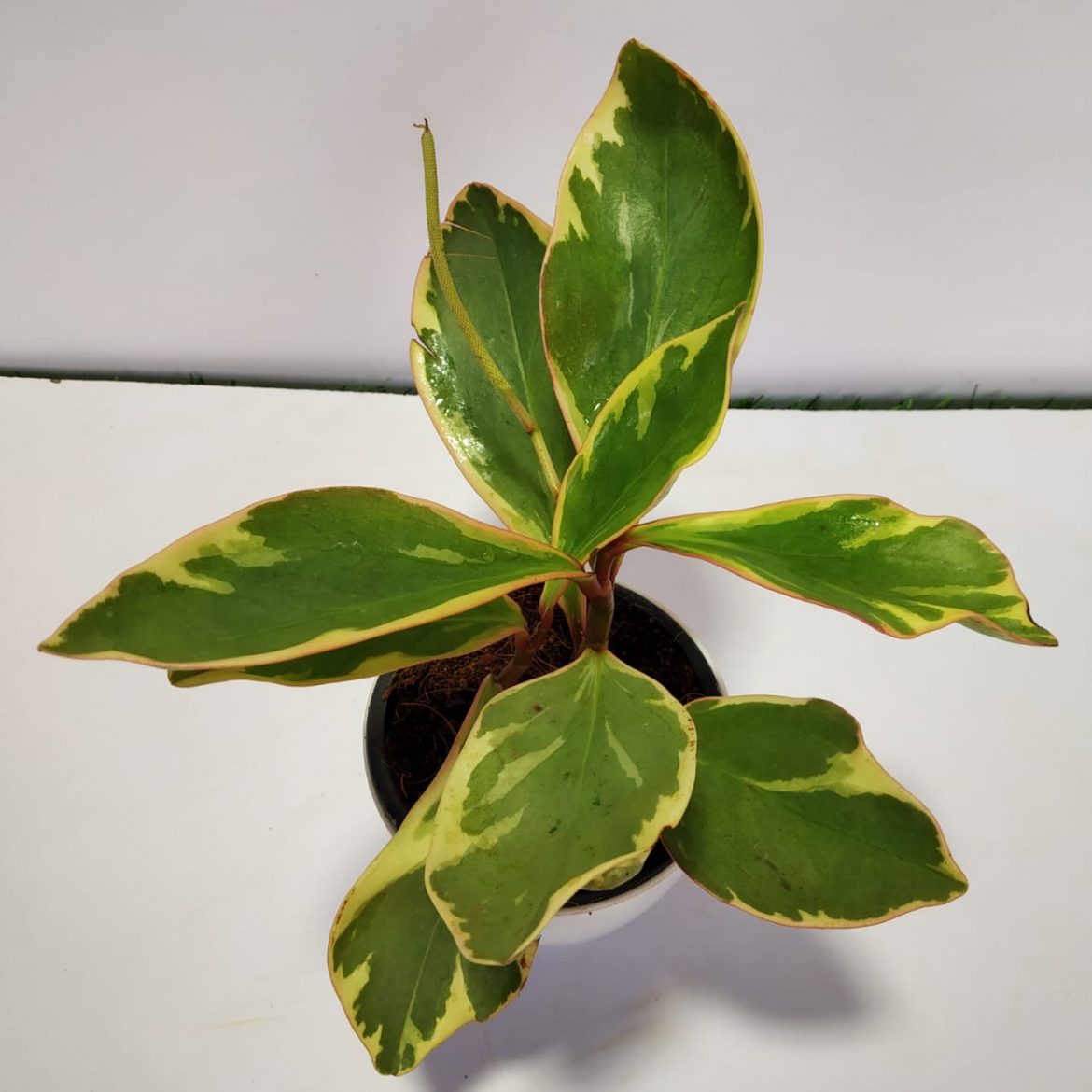 Peperomia Clusiifolia 'Tricolor' - NurseryBuy
