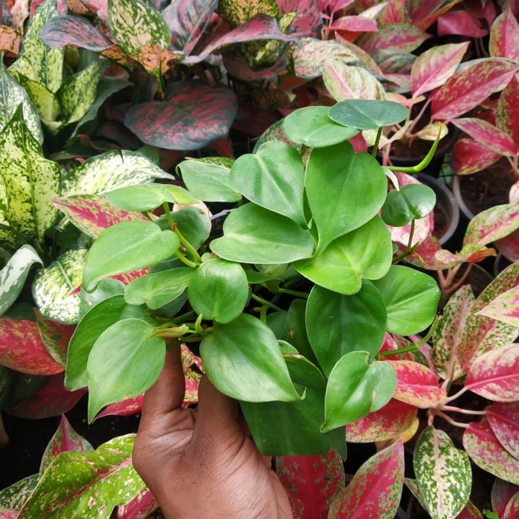 Philodendron Oxycardium Green Plant - NurseryBuy