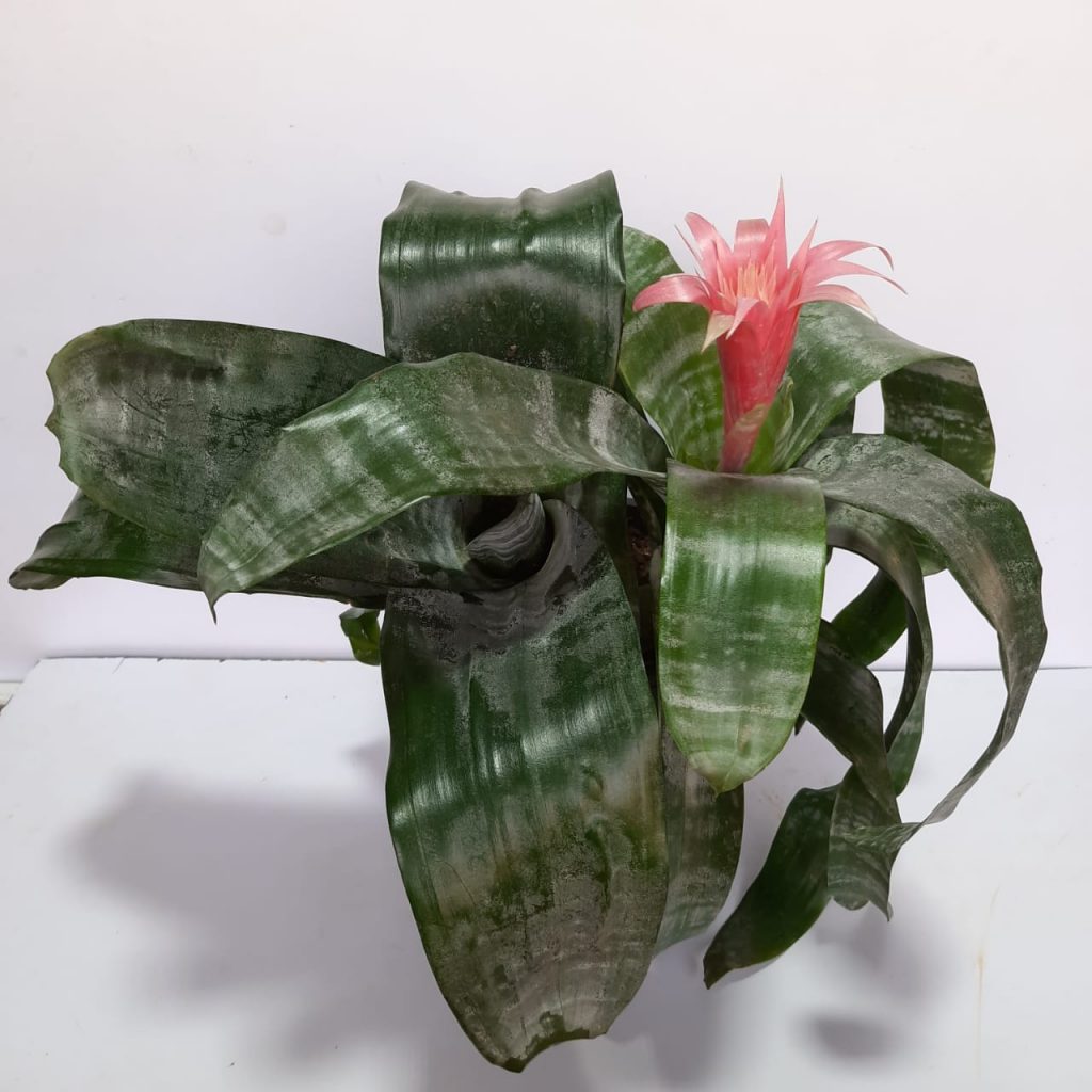 Aechmea fasciata ‘Primera’ - NurseryBuy