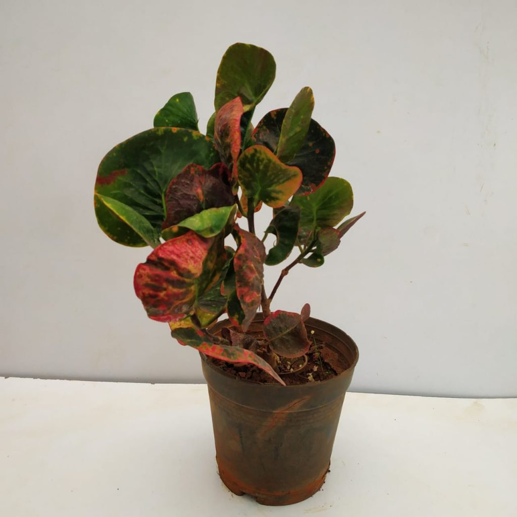 Croton Apple Leaf Mini - NurseryBuy