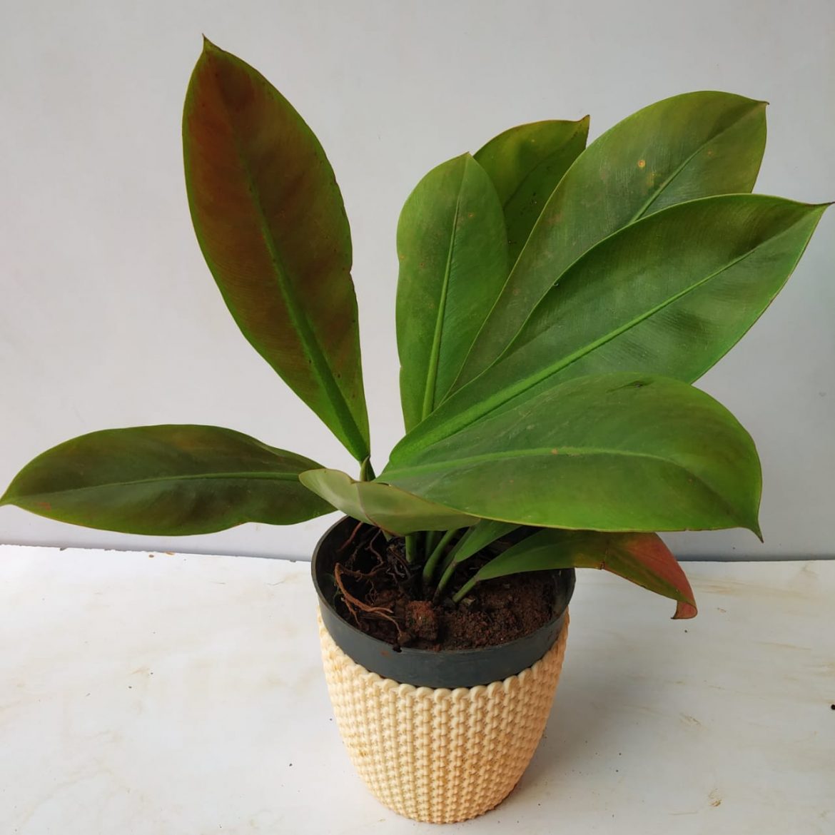 Philodendron Linnaei - NurseryBuy