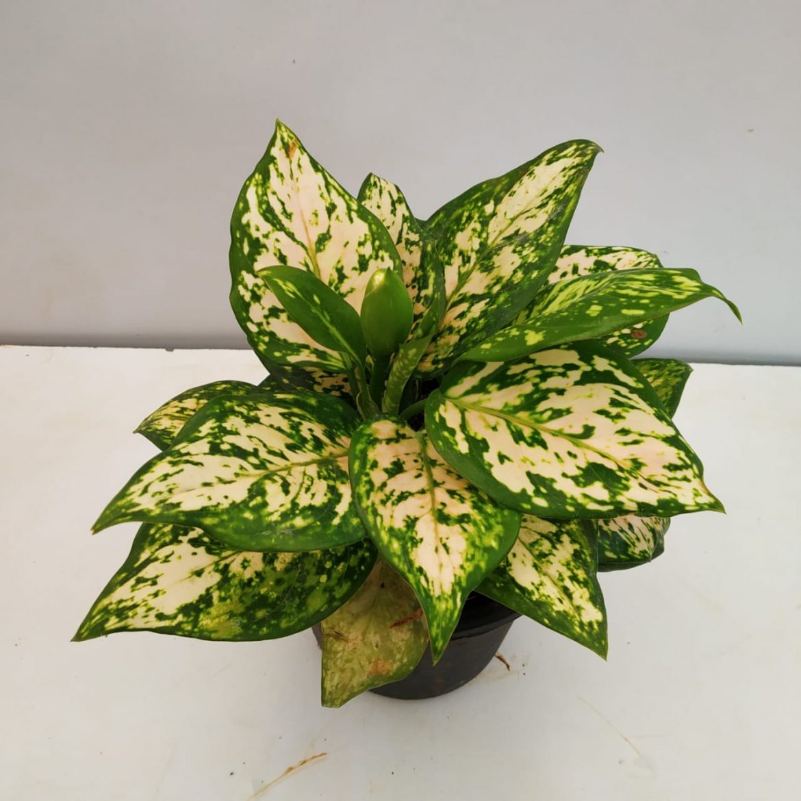 Aglaonema Ruby Orange - NurseryBuy