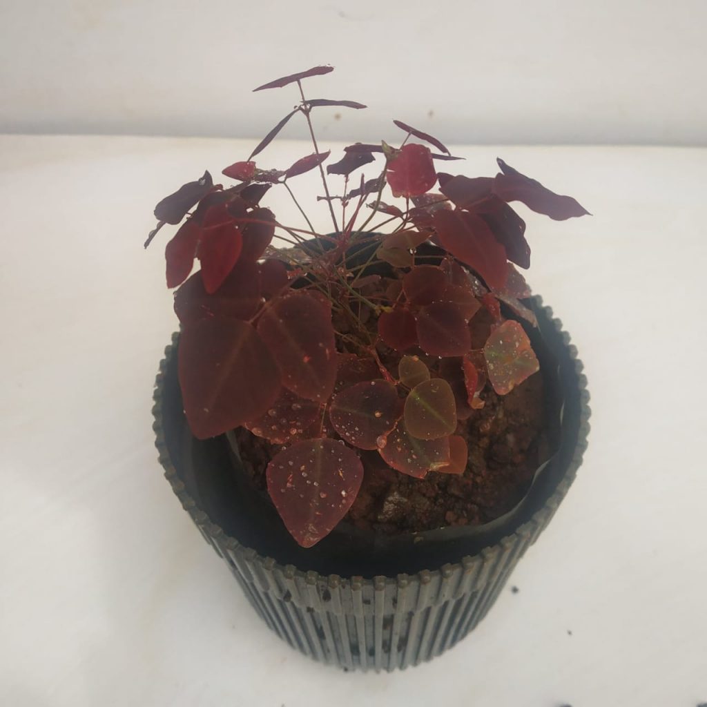 Oxalis Hedysaroides (Fire Fern) - NurseryBuy