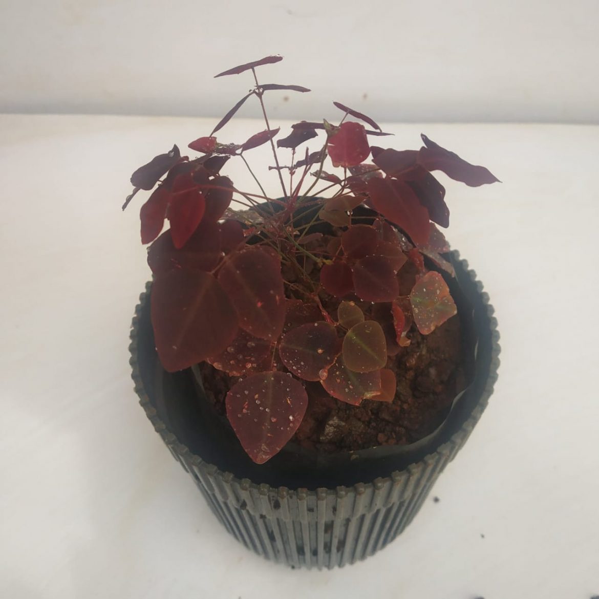 Oxalis Hedysaroides (Fire Fern) - NurseryBuy