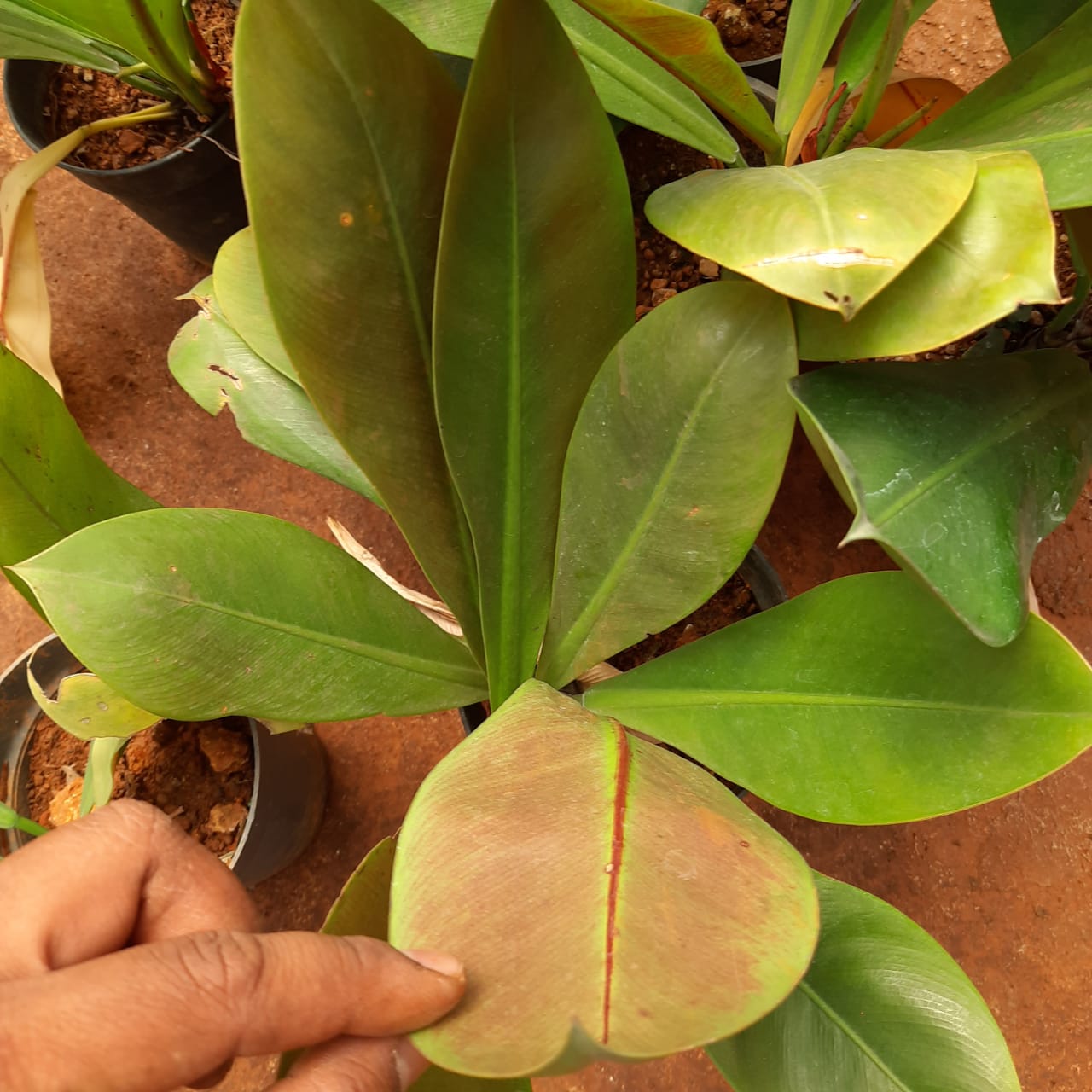 Philodendron Linnaei - Nursery Buy