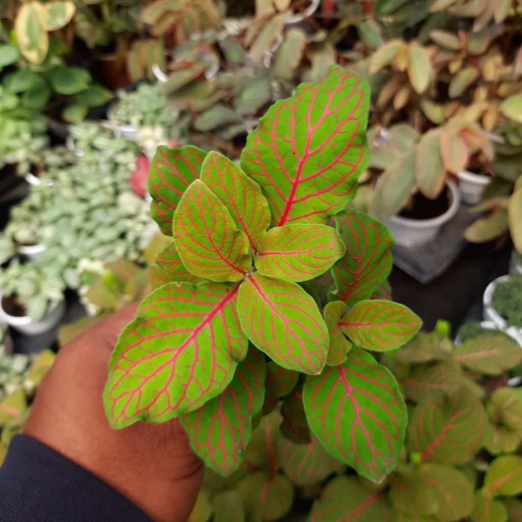 Fittonia Albivenis ‘Skeleton Big Leaf ’ - NurseryBuy