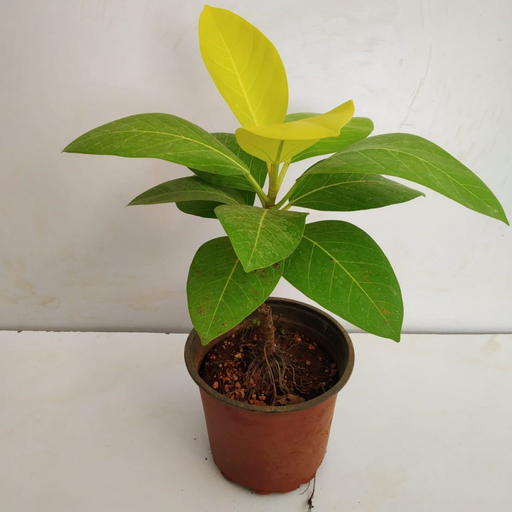 Ficus Benghalensis 'Gold' Thai Variety - NurseryBuy