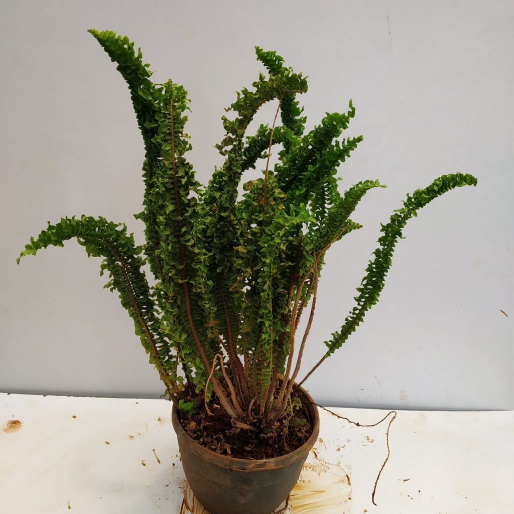 Nephrolepis Exaltata 'Emina' (Crinkle Fern) Large - NurseryBuy