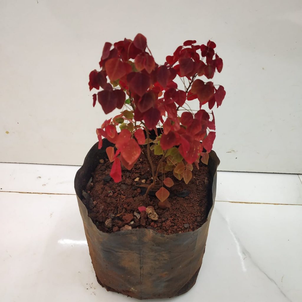 Oxalis Hedysaroides (Fire Fern) - NurseryBuy