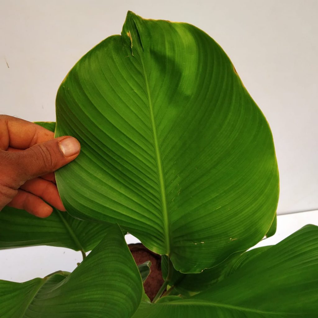 Calathea Lutea (Cigar Plant) - NurseryBuy
