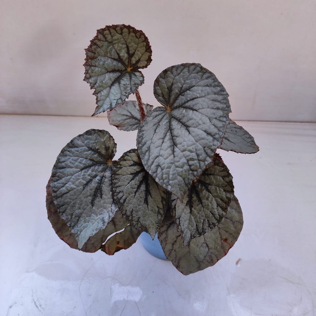 Begonia "Silver Lace" - NurseryBuy